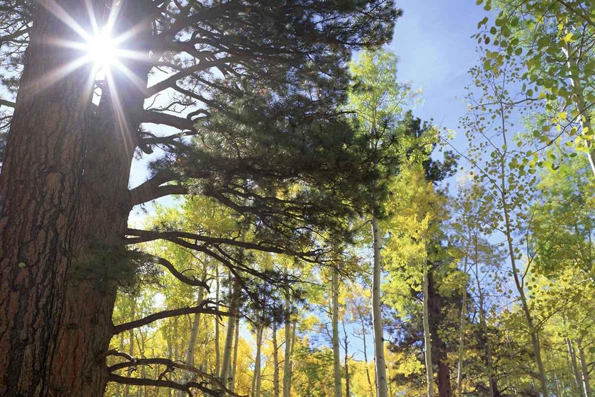 Specialty Paper Solutions | Pixelle